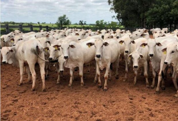 Com oferta crescente, mercado do boi segue estável no Brasil | RCIA ...