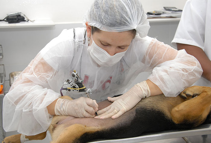 Projeto destina recursos para a castração de cães e gatos | RCIA Araraquara