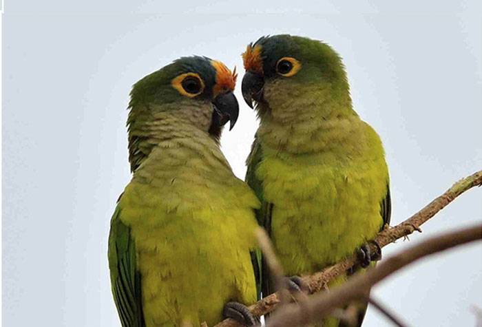 Mulher acorda o companheiro para procurar o periquito e leva um soco na ...