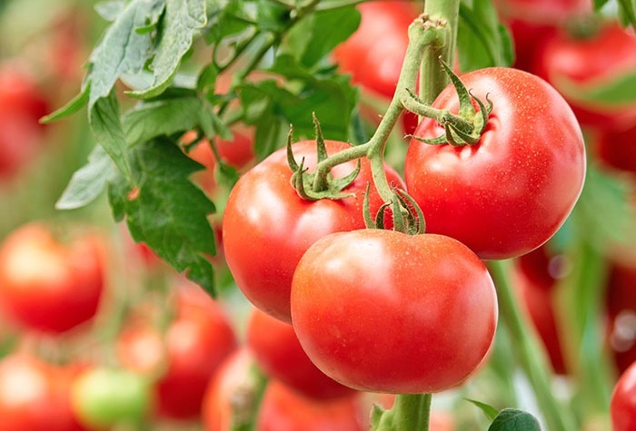Tomate em alta e alface em queda: confira os preços pagos ao produtor ...